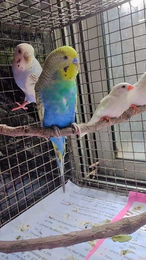 Cute budgies birds stock image. Image of birds, budgies - 382531665