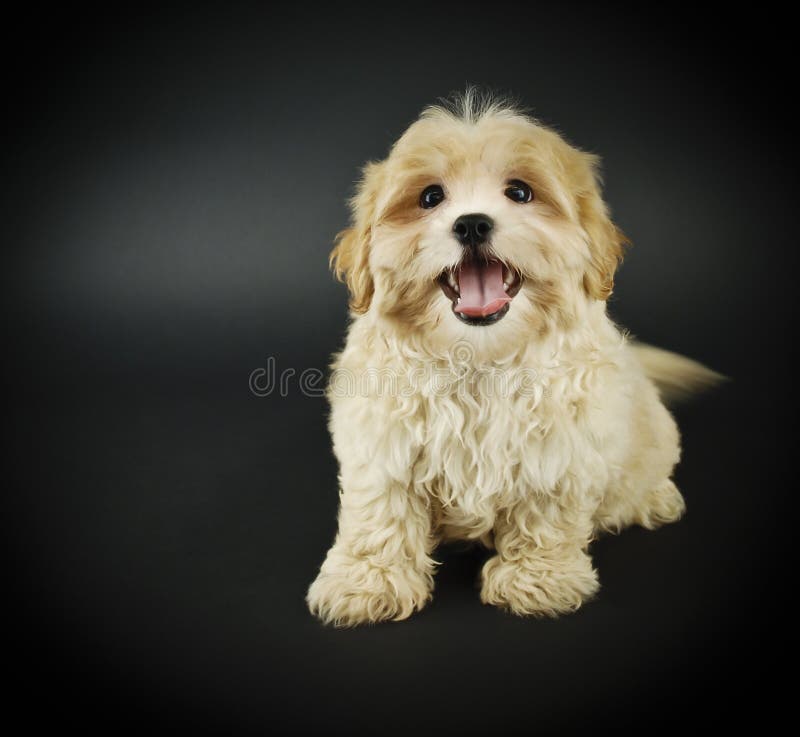 Puppy poodle stock image. Image of wildlife, poodle, mammal - 828437