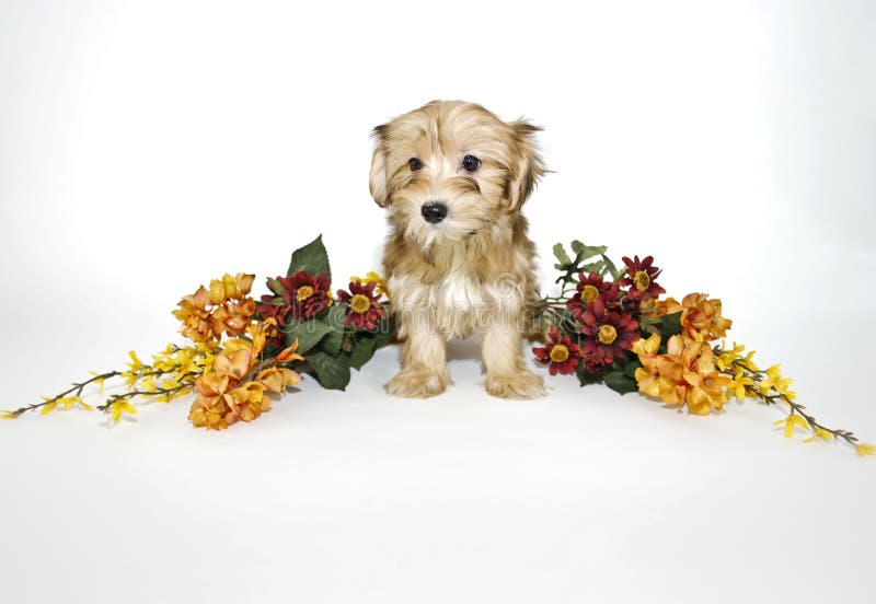 Very Cute Yorkie Puppy stock image. Image of purple, baby - 22985219
