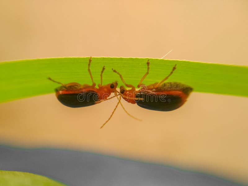 Cute Bug Couple Love Making, Macro Photography Stock Image - Image of ...