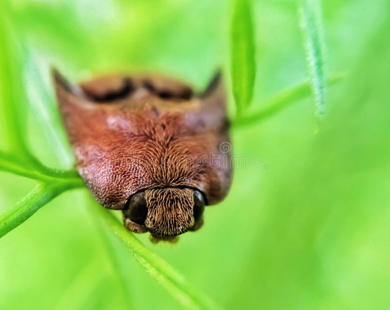 Cute Bug Stock Photos - Download 11,265 Royalty Free Photos