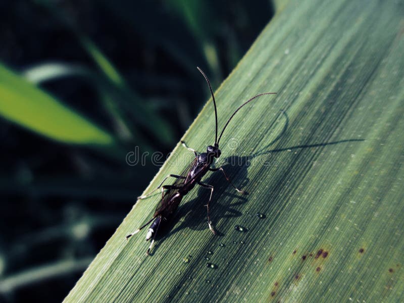 Cute bugs stock image. Image of macro, cute, clear, plant - 40508705