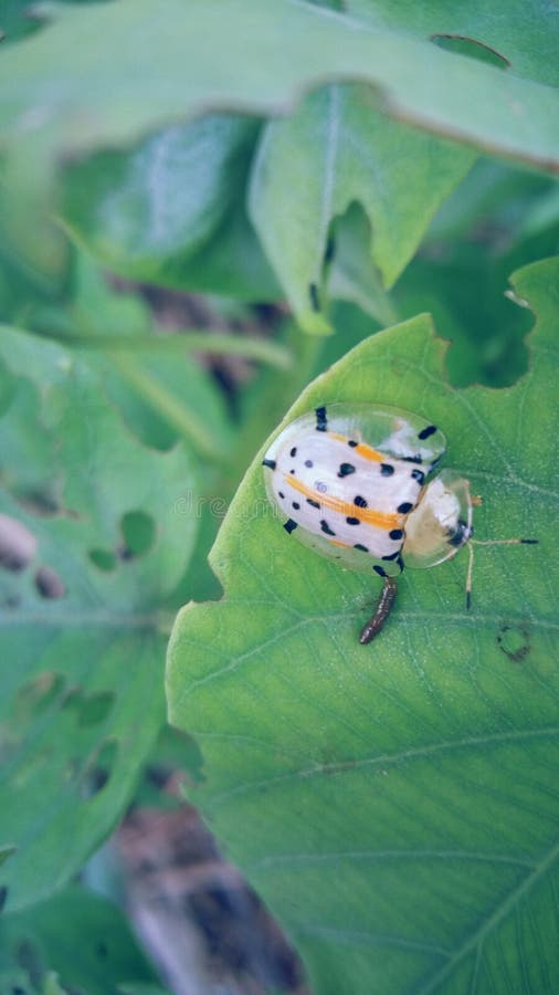 The cute bugs stock photo. Image of rarely, animal, founded - 100699386