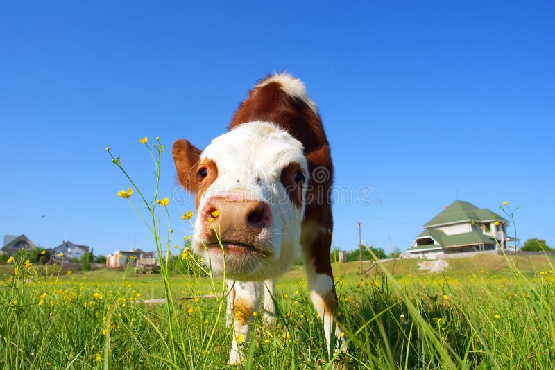 Cute Bull-calf Smells Flowers Stock Image - Image of high, field: 2700515