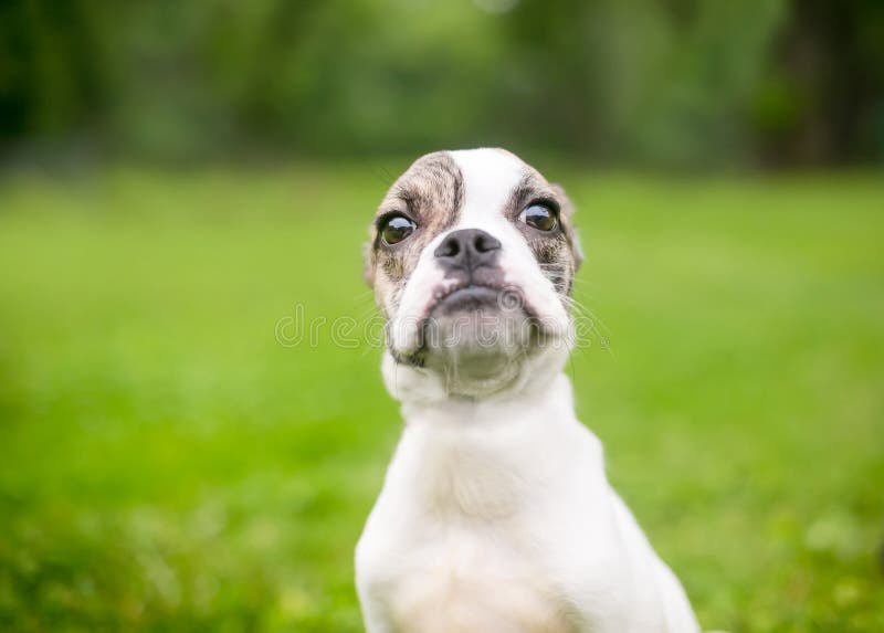 A Cute Bulldog Mixed Breed Puppy with a Comical Grumpy Expression Stock ...