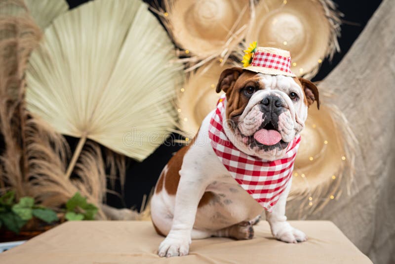 Cute Bulldog Wearing a Costume Stock Image - Image of doggy, puppy ...