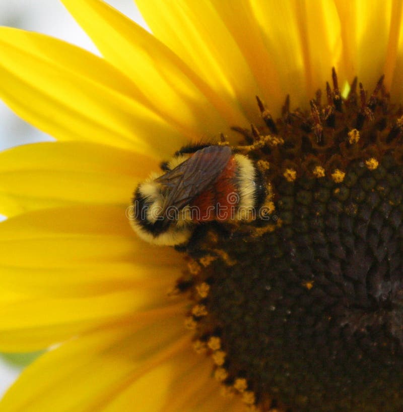 Bumblebee`s Cute in a Flower. Honey Bee. an Insect Pollinates a Flower ...