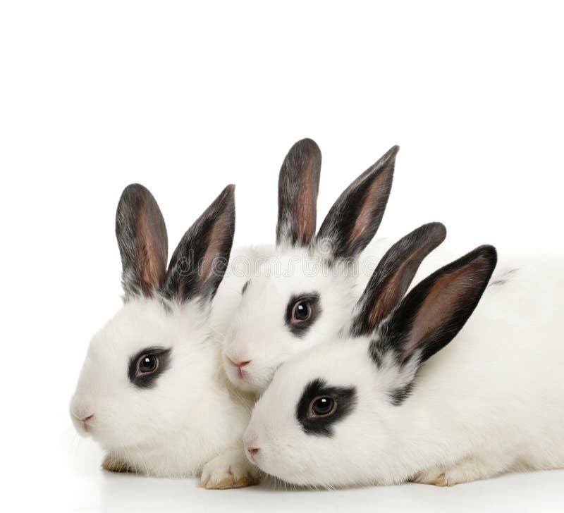 Three cute little bunnies stock image. Image of looking - 26624649