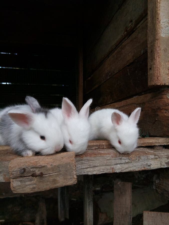 Cute bunnies stock image. Image of adorable, cute, bunnies - 123470209