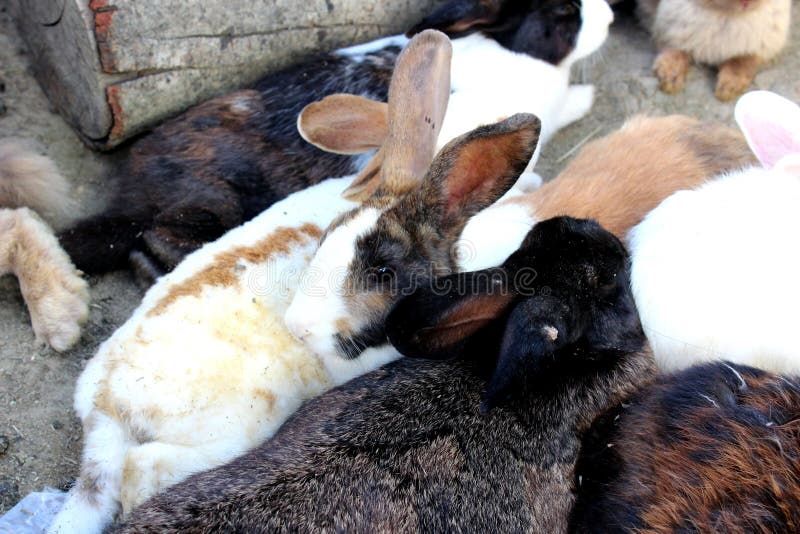 Cute Bunnies in the Backyard Farm Stock Photo - Image of horn, goats ...