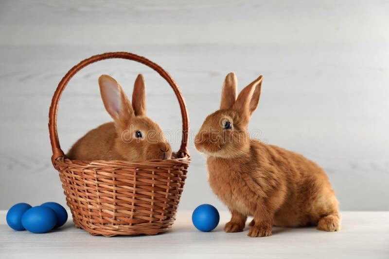 Bunnies in basket stock image. Image of bunnie, gift - 51806671