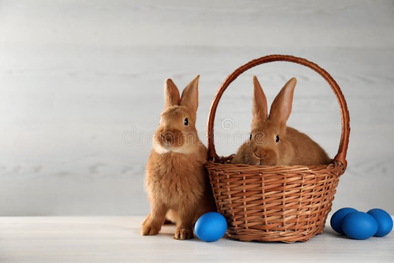Bunnies in basket stock image. Image of bunnie, gift - 51806671