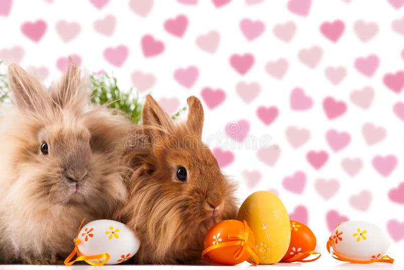 Cute Bunnies with Spring Flowers Stock Image - Image of domestic ...