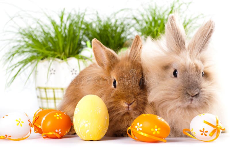 Cute Bunnies with Easter Eggs Stock Photo - Image of eggs, childhood ...