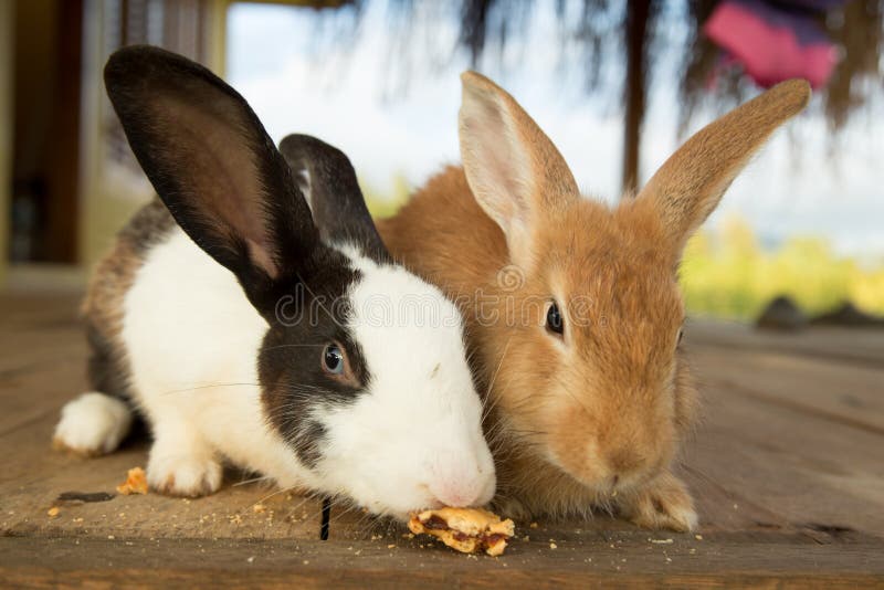 Cute Bunnies in the Garden. Stock Photo - Image of gees, farm: 49323588