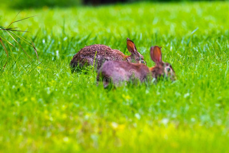 Cute bunnies stock photo. Image of bunnies, rabbit, grass - 148185676