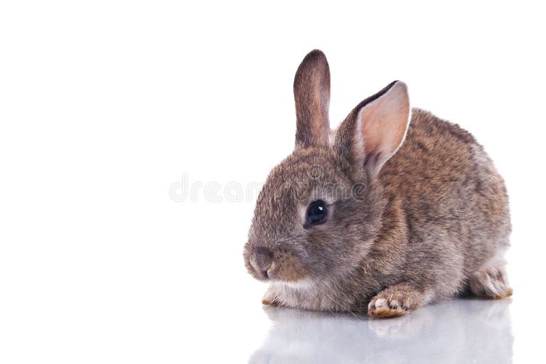 210,420 Cute Bunny Pfp Stock Photos - Free & Royalty-Free Stock Photos ...