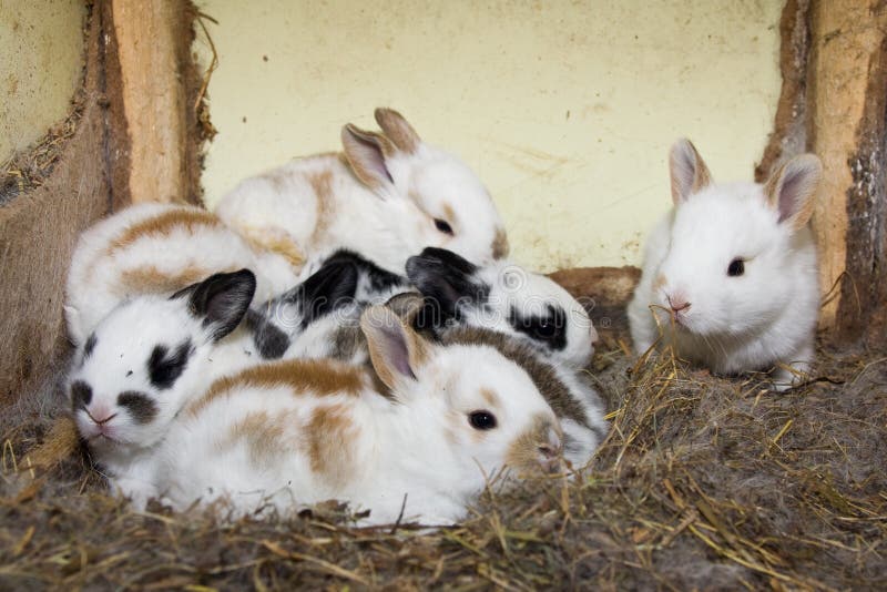 Cute bunny stock image. Image of bunny, cute, little, herb - 7211567