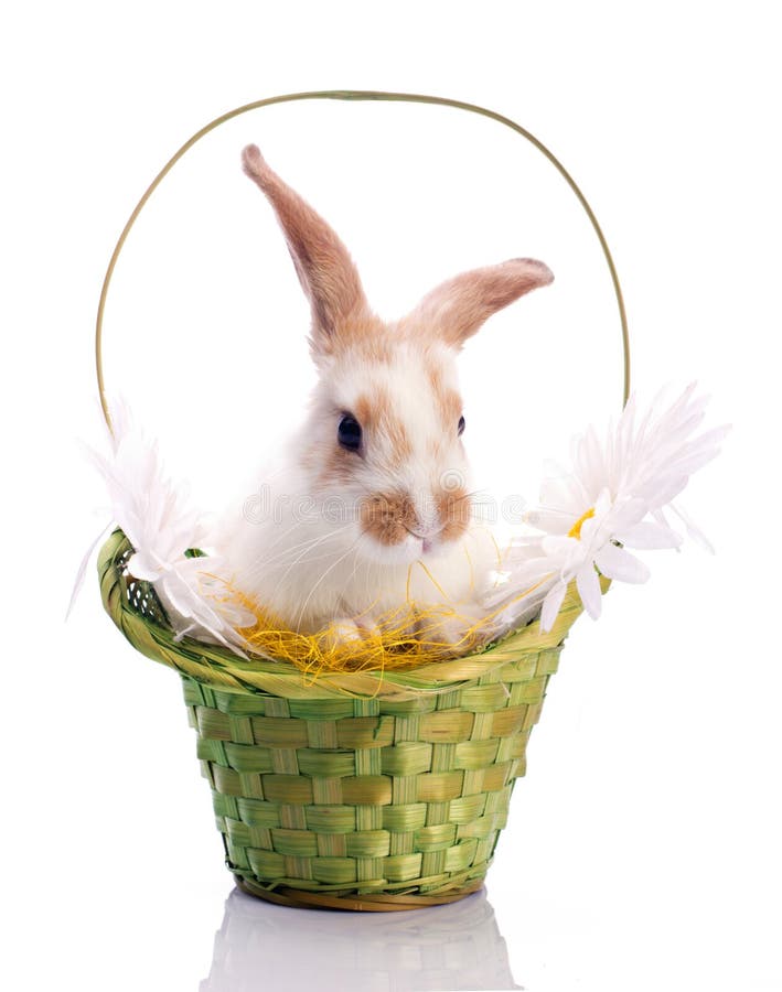 Cute bunny in the basket stock image. Image of twiggen - 24091973