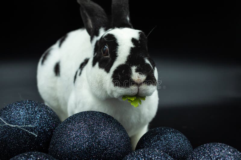 Cute Bunny with Black Background Stock Image - Image of fairy, little ...