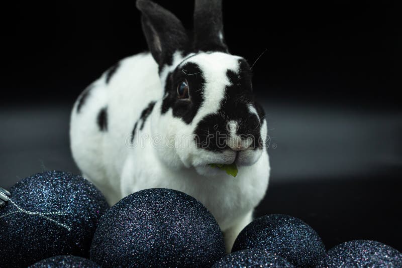 Cute Bunny with Black Background Stock Image - Image of little, ears ...