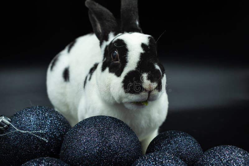 Cute Bunny with Black Background Stock Image - Image of celebration ...