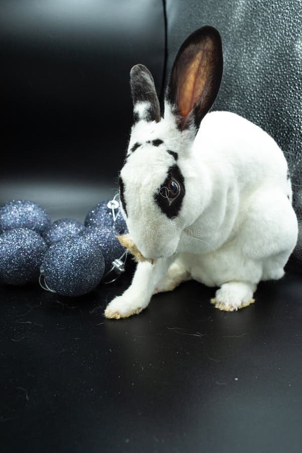 Cute Bunny with Black Background Stock Image - Image of isolated, face ...