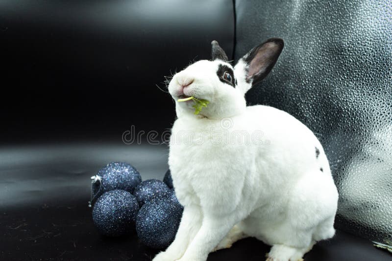 Cute Bunny with Black Background Stock Photo - Image of furry, isolated ...