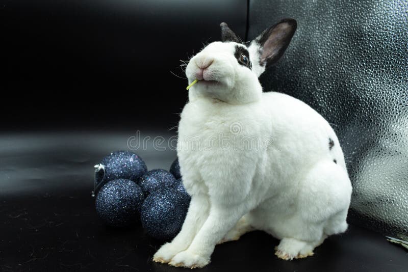 Cute Bunny with Black Background Stock Image - Image of copy, animal ...