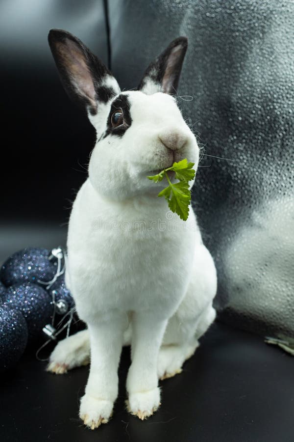 Cute Bunny with Black Background Stock Image - Image of domestic ...