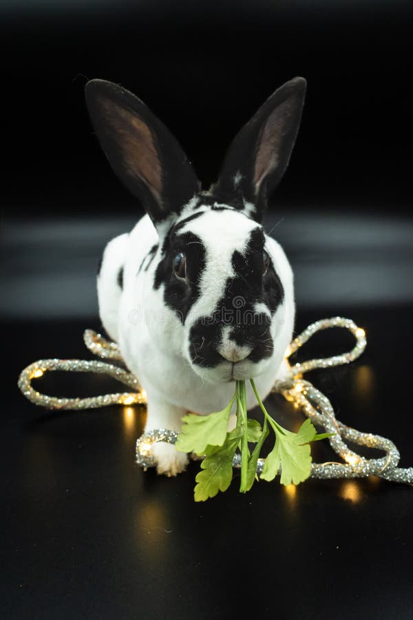 Cute Bunny with Black Background Stock Image - Image of domestic ...
