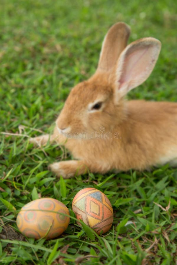 Cute Bunny and Easter Eggs in the Garden. Stock Photo - Image of eggs ...