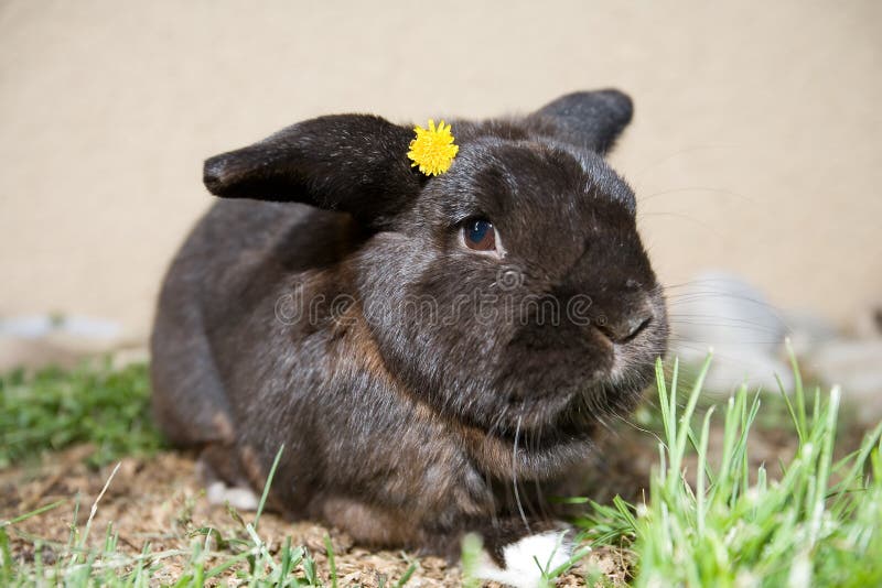 Cute Bunny With Flower Picture. Image: 3296491