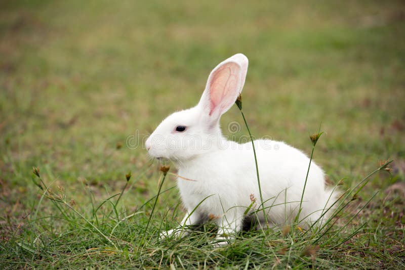 Cute bunny in the garden. stock photo. Image of grey - 49076684
