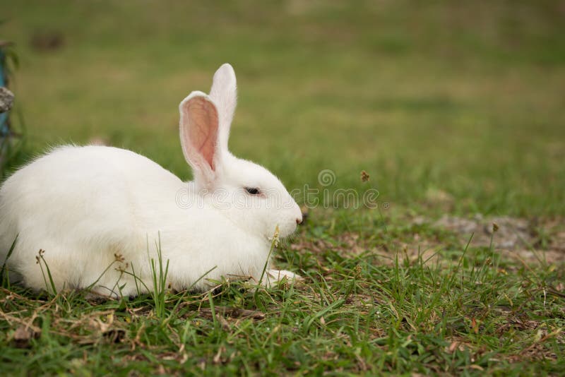 Cute bunny in the garden. stock photo. Image of hairy - 49077070