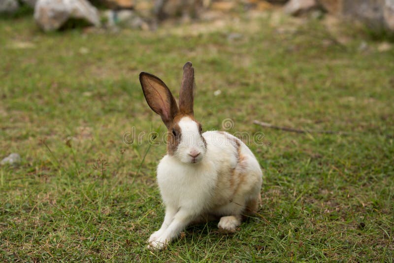 Cute bunny in the garden. stock photo. Image of hairy - 49077072