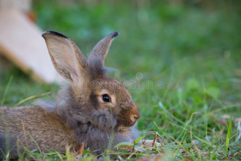 Cute bunny in the garden. stock image. Image of field - 49249947