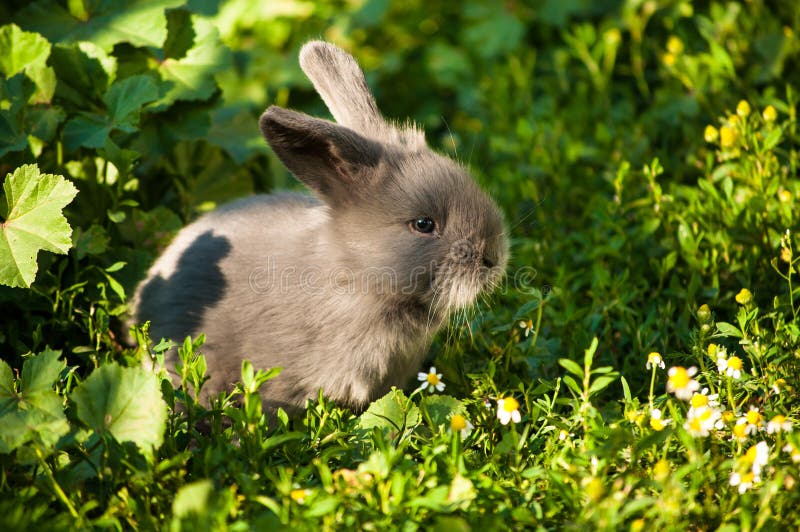 Cute bunny stock photo. Image of outdoor, lagomorphs - 56605318