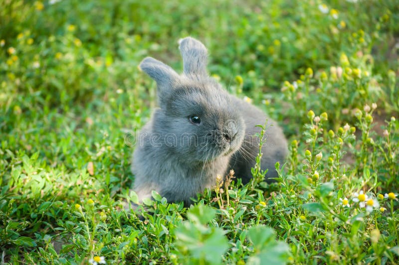 Cute bunny stock photo. Image of outdoor, lagomorphs - 56605318