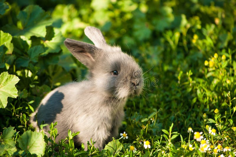 Cute bunny stock photo. Image of mammal, furry, chamomile - 56605360