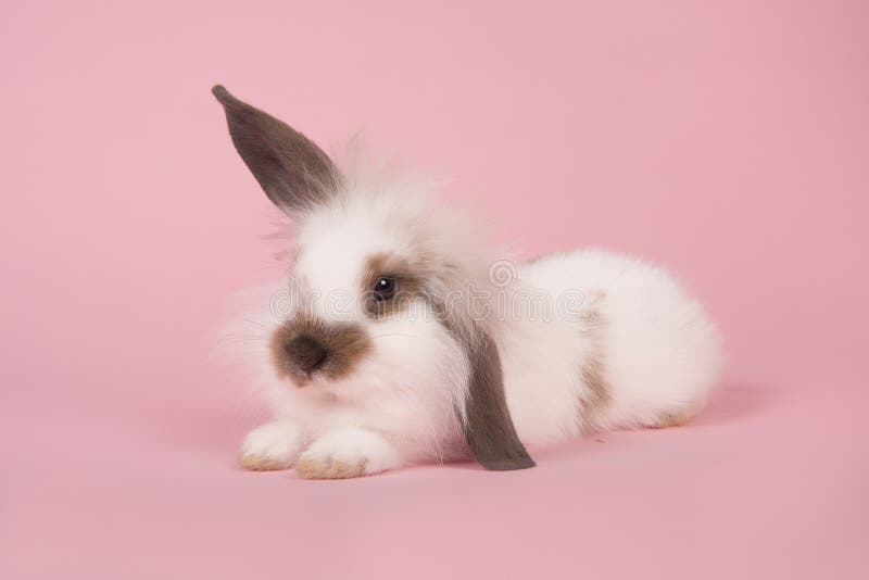 Cute Bunny Lying Down on a Pink Background with One Ear Up and O Stock ...