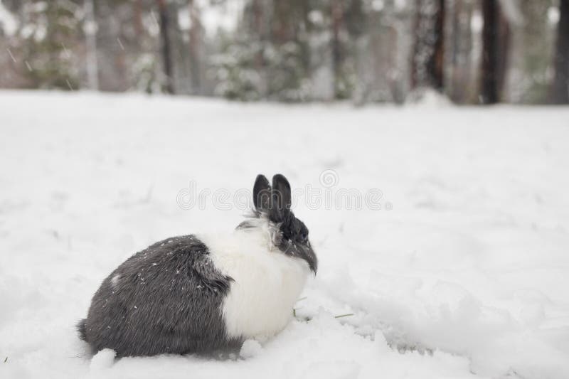 Rabbit in the Snow. Easter Bunny in the Winter Forest. Stock Image ...