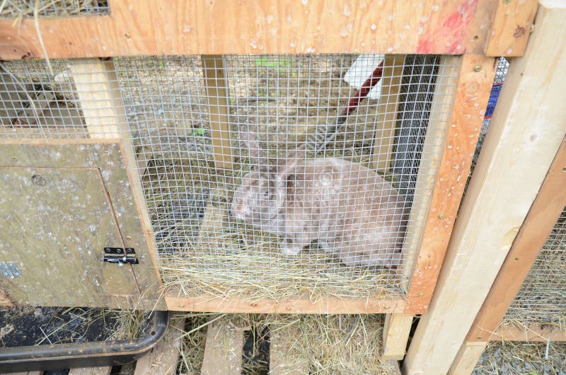Cute Bunny Pet in Metal Cage with Straw Stock Image - Image of soft ...