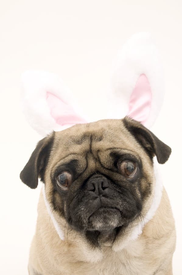 Easter Bunny Pug stock photo. Image of animal, cute, costume - 8983852