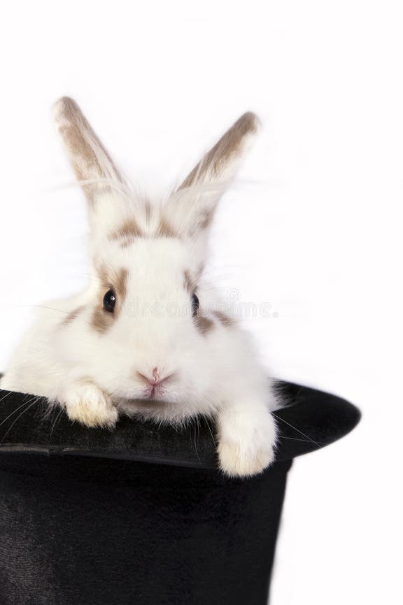 671 Bunny Rabbit Top Hat Stock Photos - Free & Royalty-Free Stock ...
