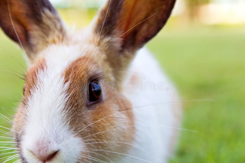 Cute Bunny Rabbit on the Grass Stock Photo - Image of chipmunk, fluffy ...