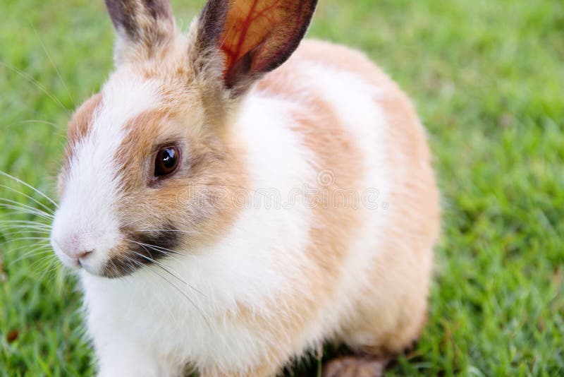 Cute Bunny Rabbit on the Grass Stock Image - Image of animals, bunny ...
