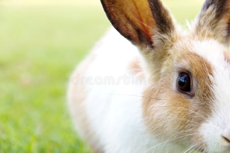 Cute Bunny Rabbit on the Grass Stock Photo - Image of small, fluffy ...