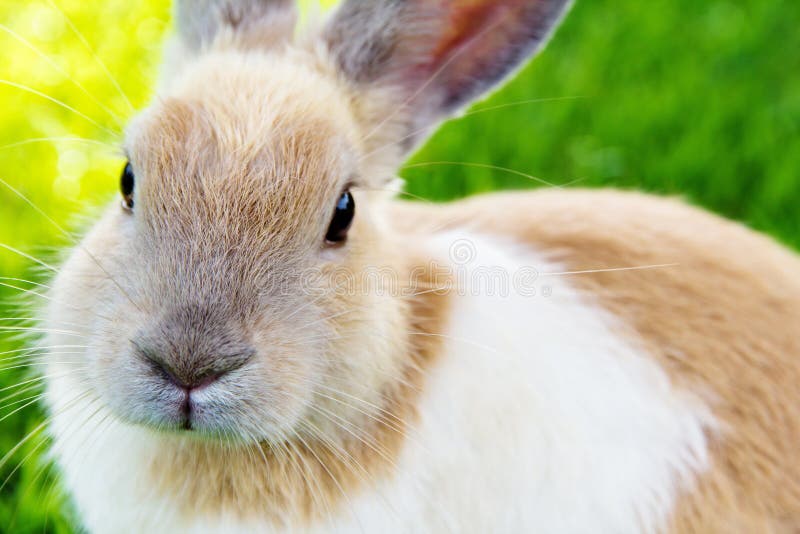 Cute Bunny Rabbit on the Grass Stock Image - Image of animals, bunny ...