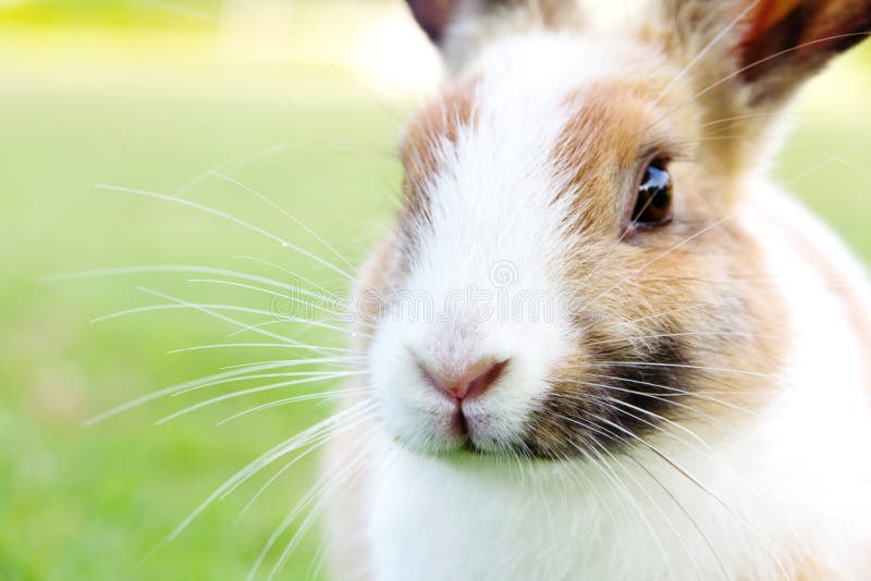Cute Bunny Rabbit on the Grass Stock Image - Image of animals, bunny ...